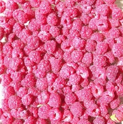 Raspberries, food, scrapbook paper - McRice Photos MRP03 | eBay