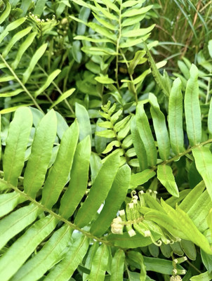 Blechnum tabulare | Table Mountain Fern | Plug Plant | eBay UK