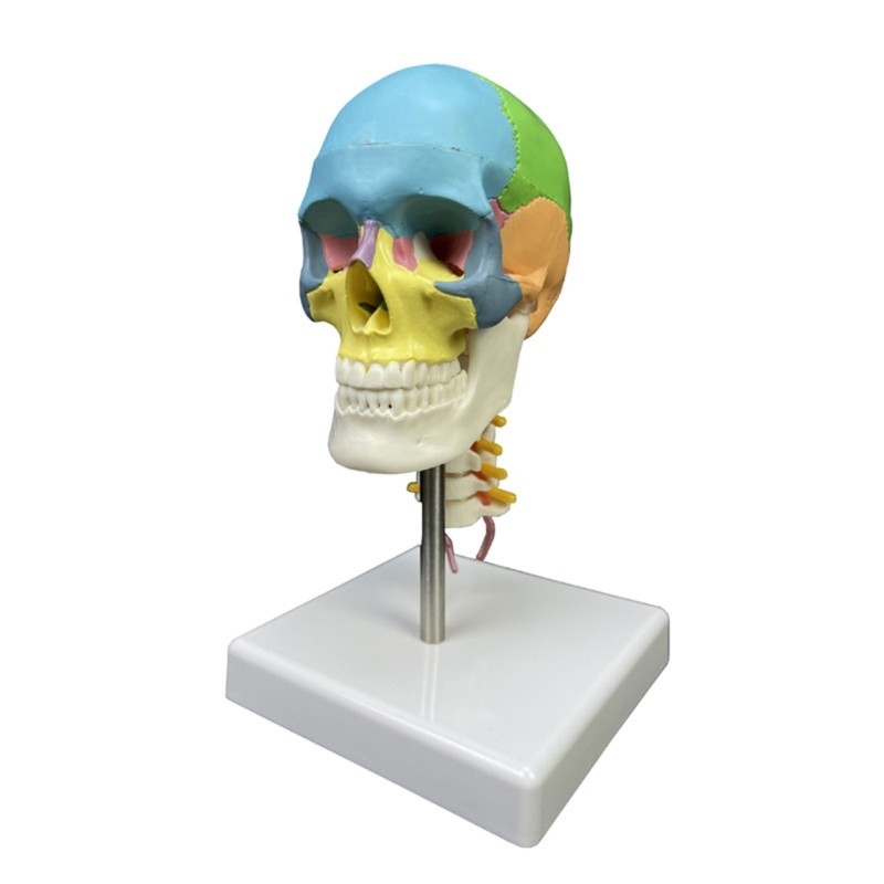 Human Skull Anatomical Model Teaching Model Head Colored Skull ...
