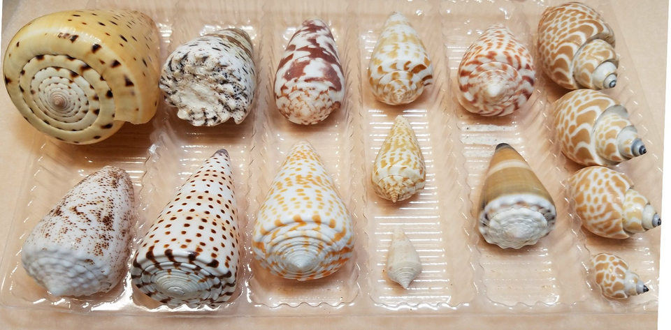 Colorful Collection of Cone & Bonnet Shells, most from Fiji. Lot N. 287 ...