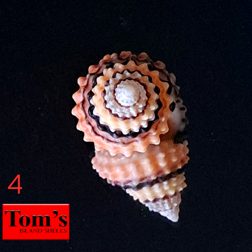 Tectarius coronatus #4 19.4mm ULTRA! ELEGANT BEAUTY from the ...