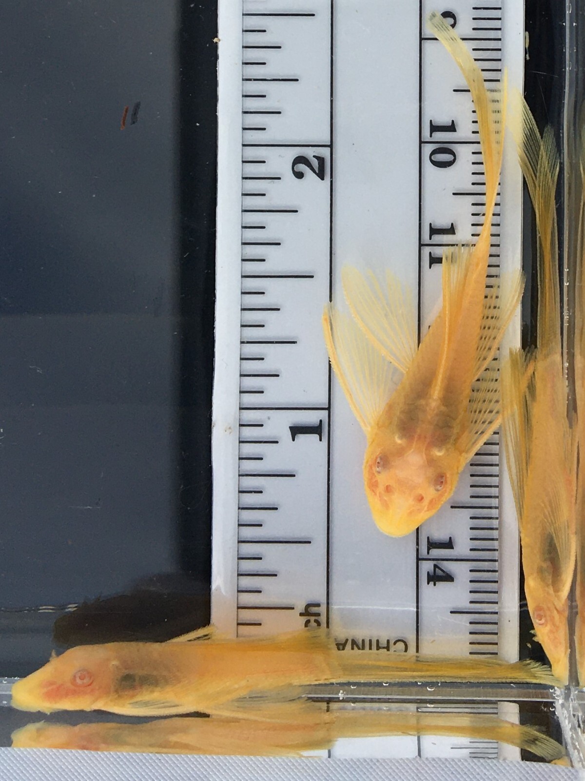 ALBINO LONGFIN GREEN DRAGON Bristlenose Plecostomus 1-1/2 inch (Total ...