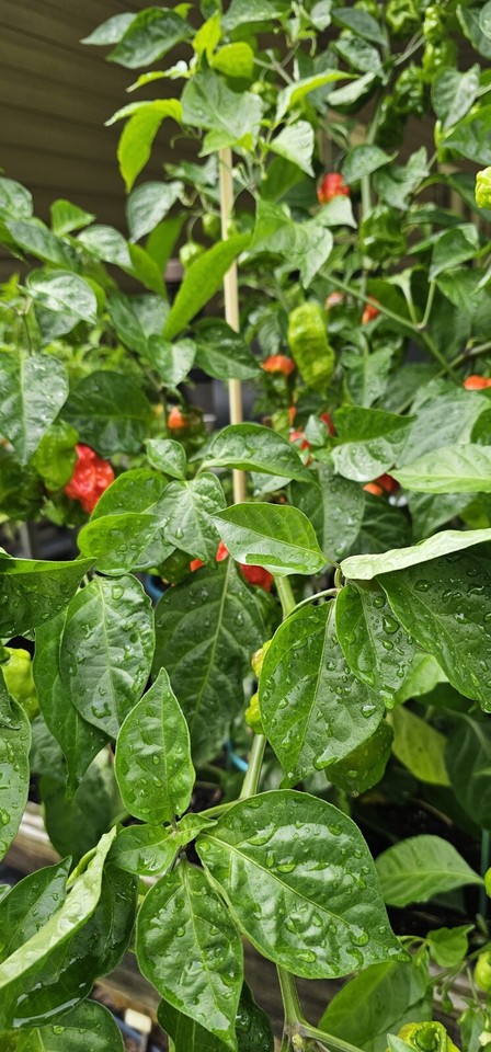 100+ Rare Armageddon Pepper Seeds. Heirloom Very Hot XXX rare chili ...