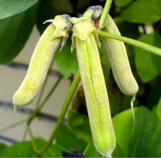 Mucuna Pruriens Velvet Bean Powder - L-DOPA 350mg - Serious Mass 3B | eBay