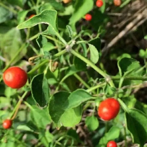 Chiltepin / Tepin / Chile Pequin / Birds Eye Pepper Seeds | Free ...
