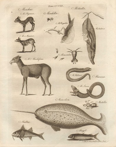 1797 GEORGIAN PRINT ~ MONODON NARWHAL MULLUS MORDELLA MONOCULUS MUTILLA ...