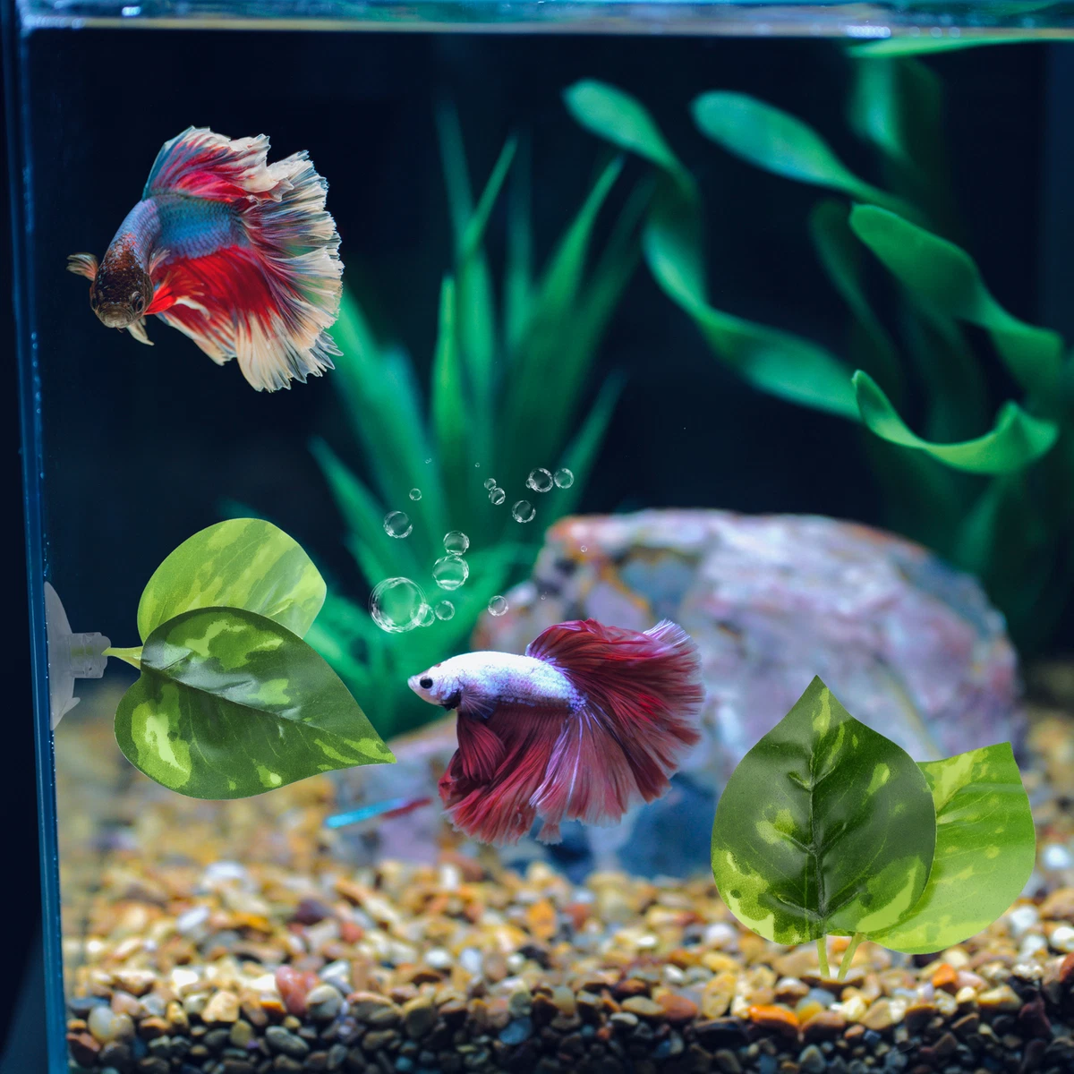 Beautiful Betta Fish Tanks