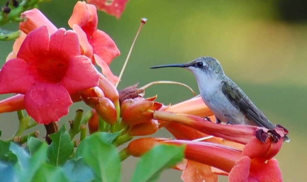 Hummingbird Trumpet Plant