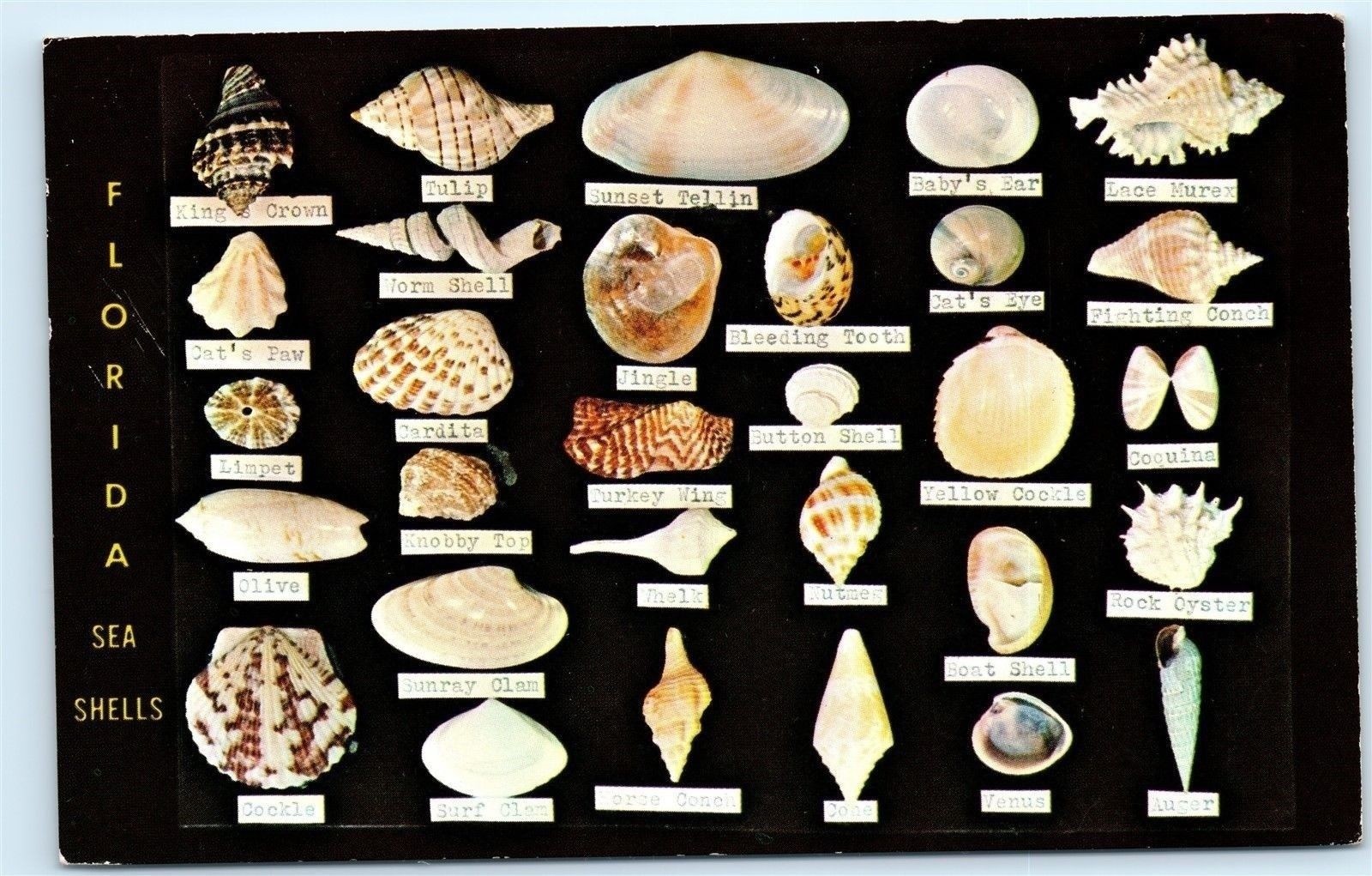 Seashell Identification For Kids