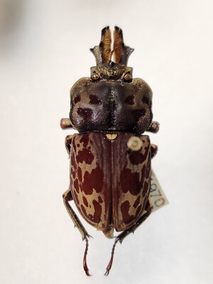 TOP RARITY Rhyssonotus nebulosus Australia Stag Beetle Lucanidae ...