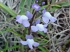 100 BLUE TOADFLAX Linaria Canadensis Antirrhinum Canadian Flower Seeds ...