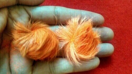 10X Jackal Horn Siyar Singhi Ritual Wicca Pagan Magick Charm Black ...