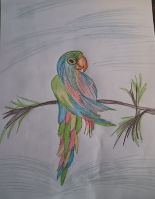 9 " x 11 1/2" Colorful Parrot Original Signed Pencil Drawing on 50 Lb ...