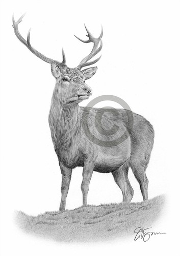 RED DEER pencil / graphite print A4 / A3 signed by UK artist drawing ...