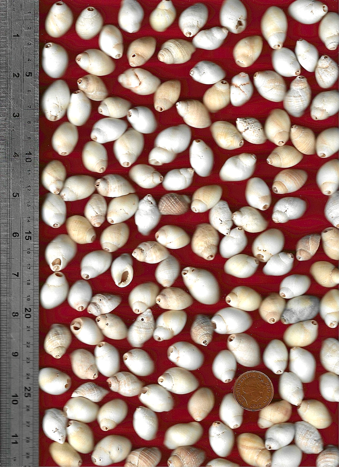 137 Very worn & broken UK NORTH SEA Scottish DOG WHELK sea shells 462g ...