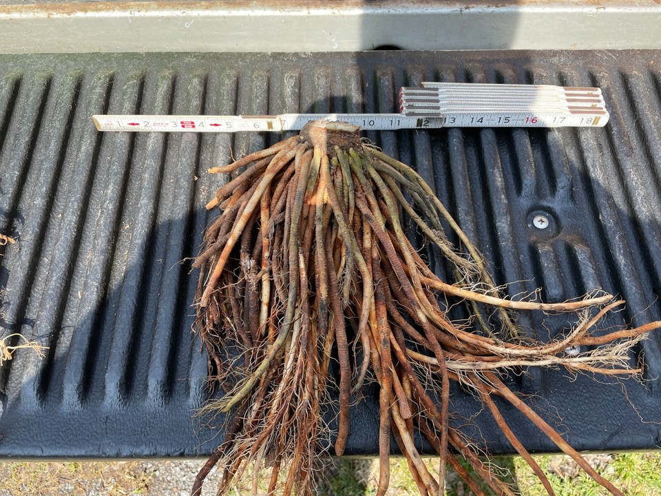 Eastern Skunk Cabbage Root, Wild Harvested, cleaned and exterior dried ...