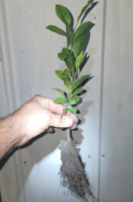 Organic Satsuma Orange Tree Seedlings - Perfect for Home Gardeners!" | eBay