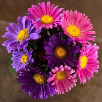 Aster (Single Rainbow Mix) 300+ seeds (Chinensis) Instructions Included ...