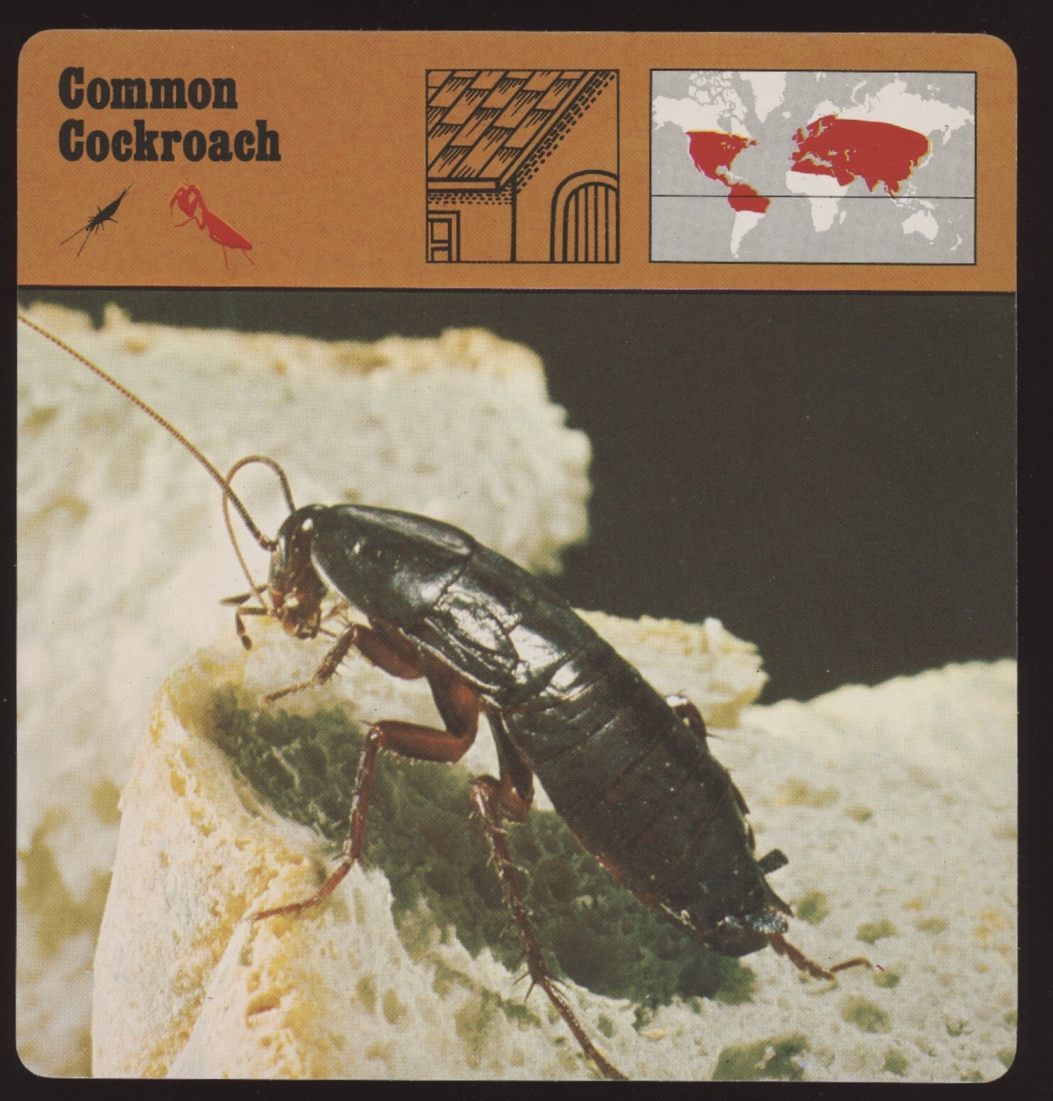 Common Cockroach Safari Cards Rencontre Insects | eBay