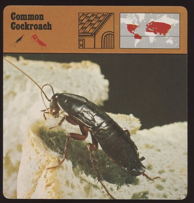 Common Cockroach Safari Cards Rencontre Insects | eBay