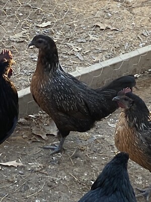 Agriculture & Forestry - Eggs