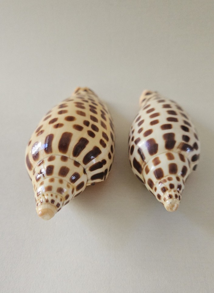 Two Scaphella Junonia Shells | eBay