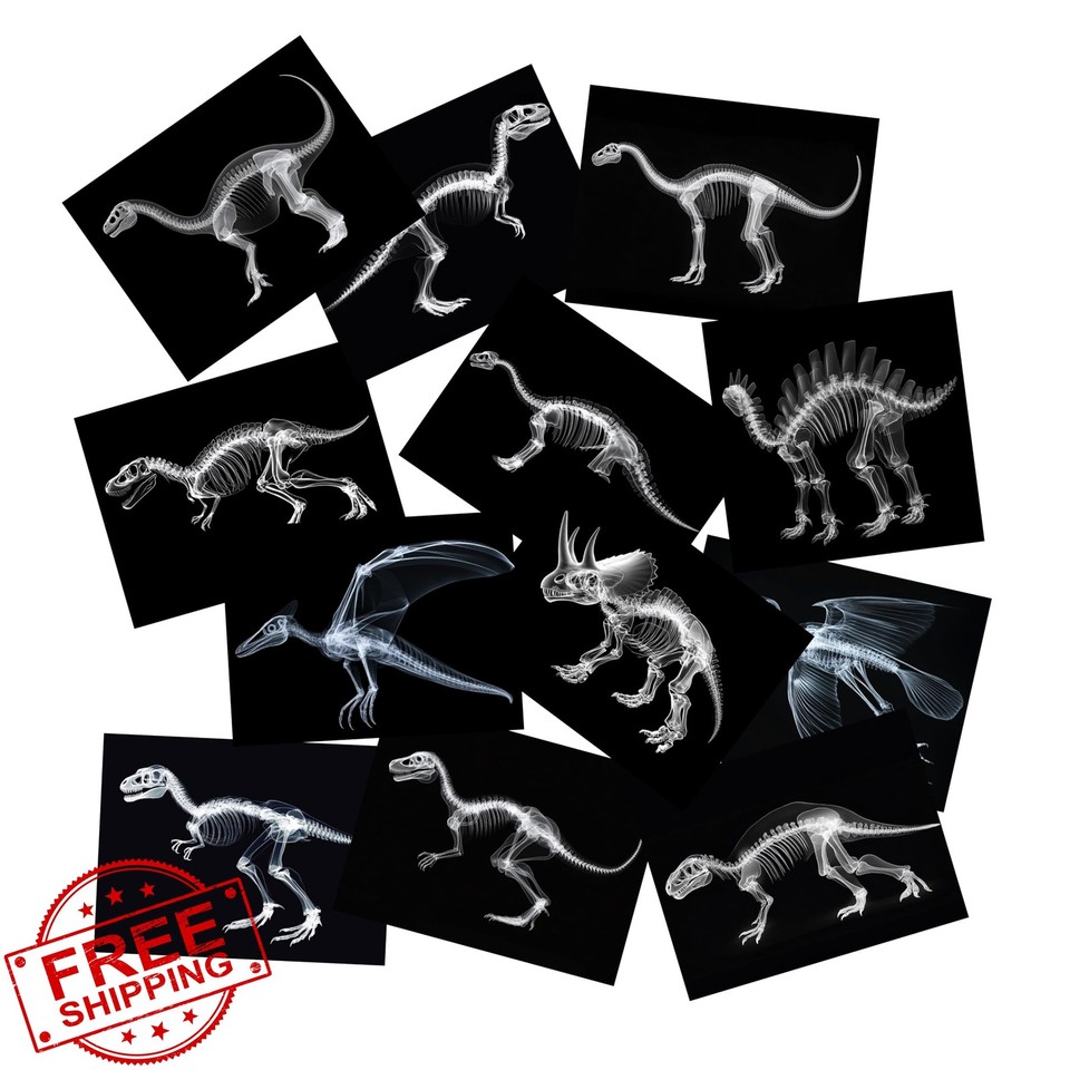 Animal X-Ray Set Dinosaurs Educational Science Kit for Kids Light Table ...