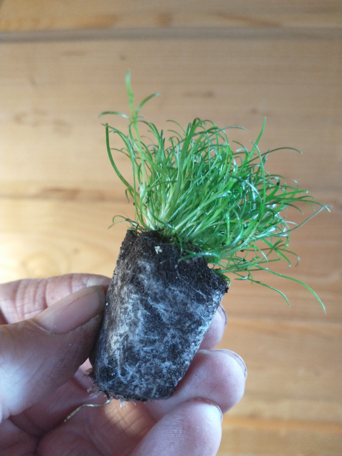 18 x Irish Moss - 2cm Plug Plants - Sagina Subulata - Scottish Moss | eBay