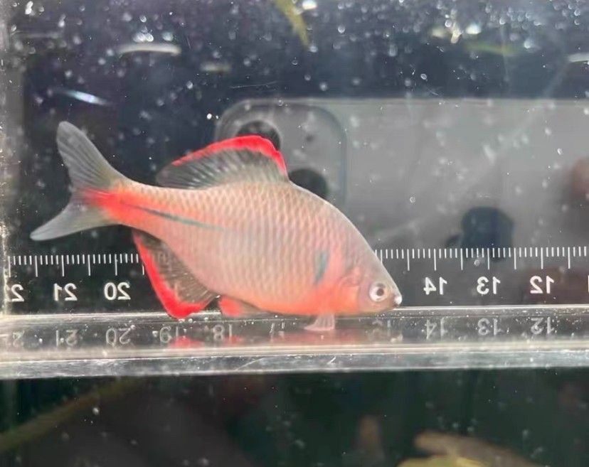 💃Redfin Bitterling💃Best Schooling Fish💃 Live Tropical Fish Freshwater💃A ...