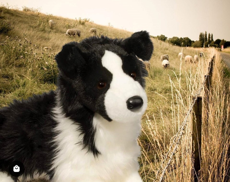 Douglas 16" Chase Border Collie Dog Plush Stuffed Animal black cuddle ...