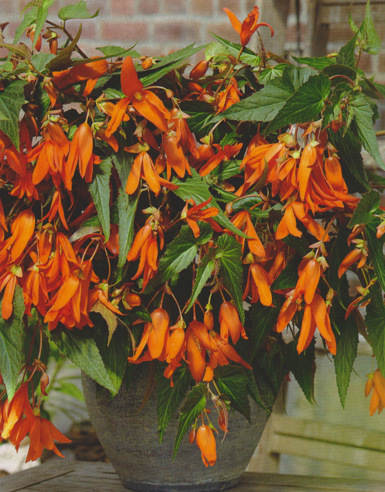 1 Bauernbegonie Begonia Bertini Santa Cruz Knollenbegonien ...