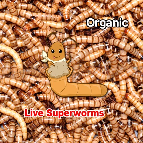 organic live large superworms reptile food Live Guarantee | eBay