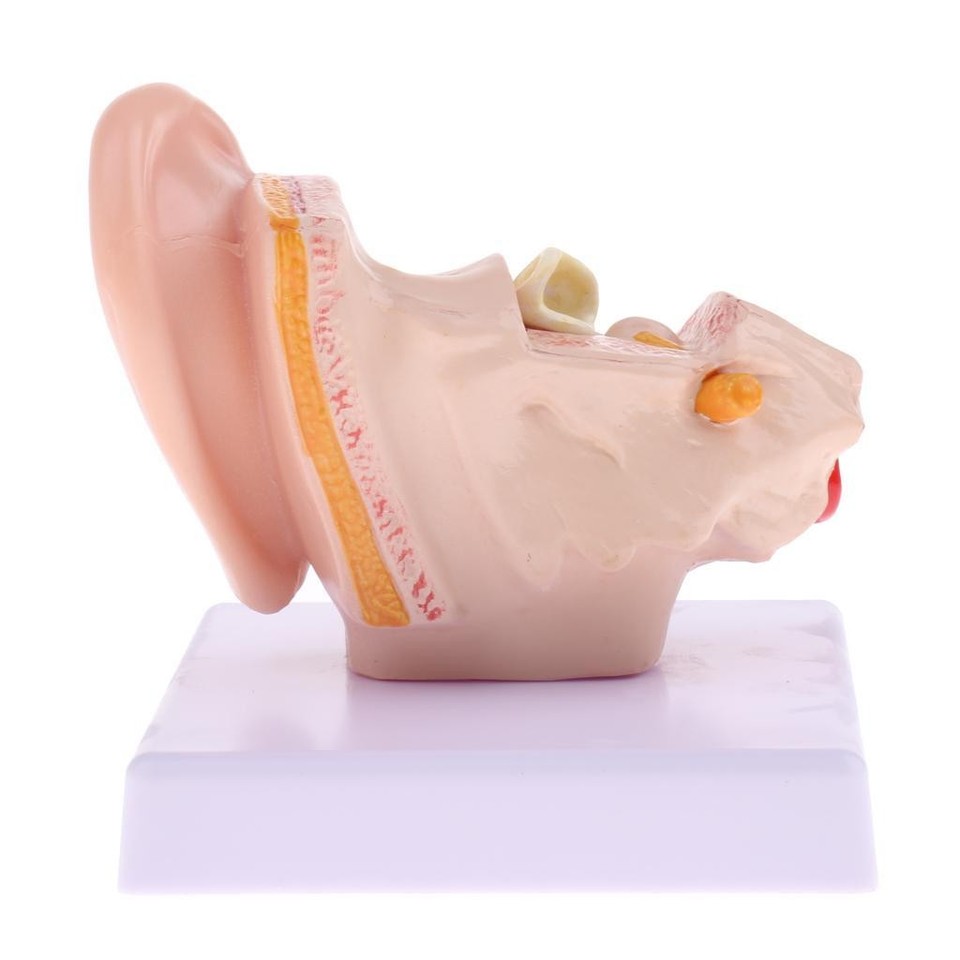 Expanded Human Ear Model 1.5X Expanded Learning | eBay UK
