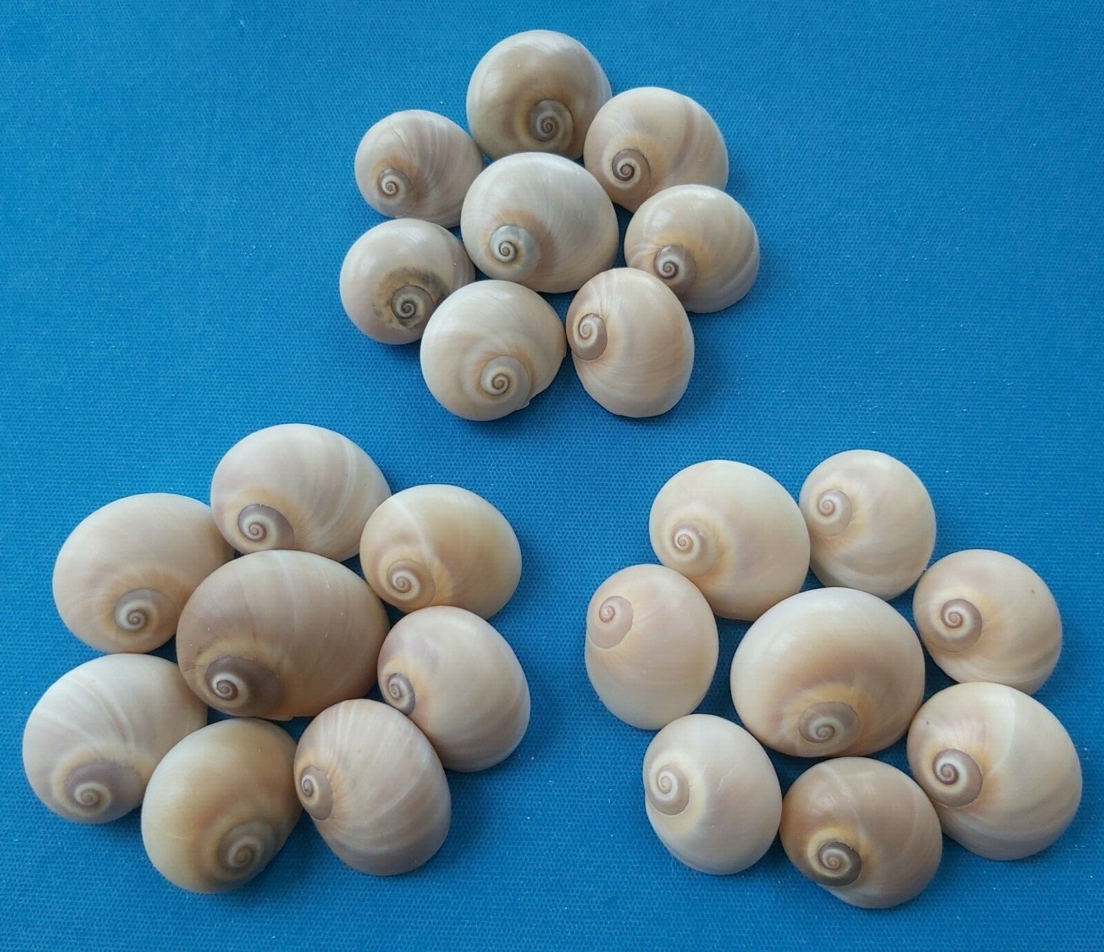 Sharks Eye Shell Clipart