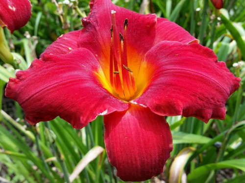"Royal Exchequer Daylily", Beautiful New Flower Root Ready to Ship ...