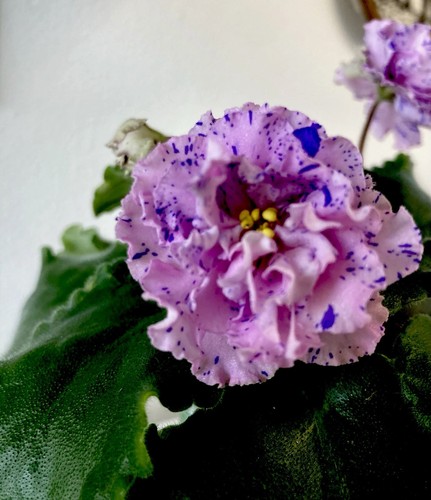 African Violet VV- Askeza Plant In a Bloom Std | eBay