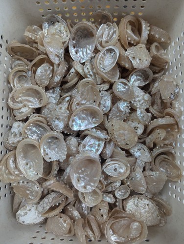 4oz Wholesale White Rainbow Abalone Shells For Crafting, 1-2" Bulk | eBay