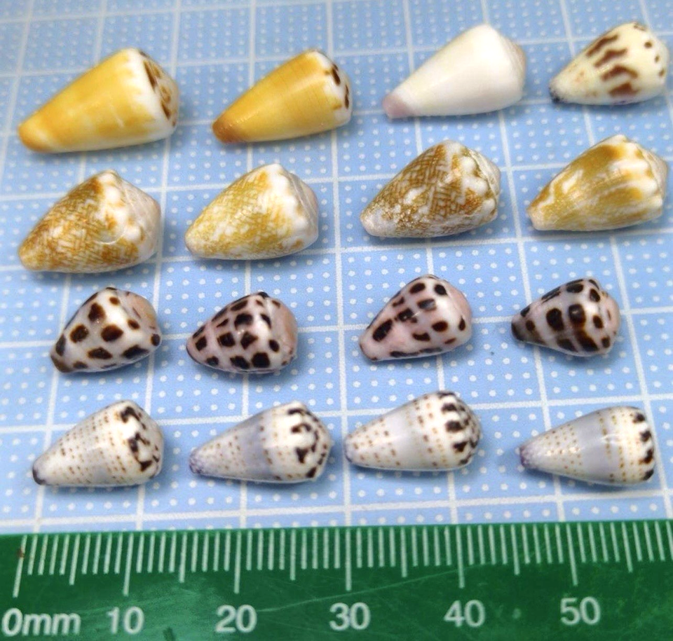 rare Hebrew cone shell from japan Shells of Okinawa | eBay