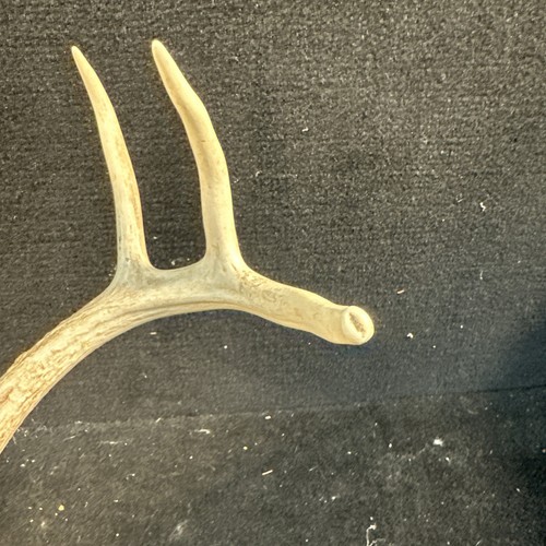 Whitetail Deer Skull Antler Mount 9pt Deadhead 5x4 Grade C 100 - 110 ...