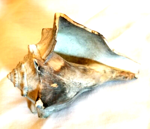 Light Blue Knobbed Whelk Sea Shell Atlantic Ocean Cumberland Island ...