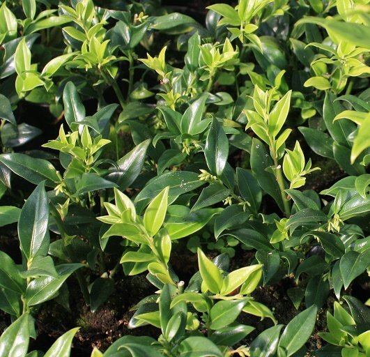 Sarcococca confusa Sweet Christmas Box 9cm Pot Scented Winter Flowers ...