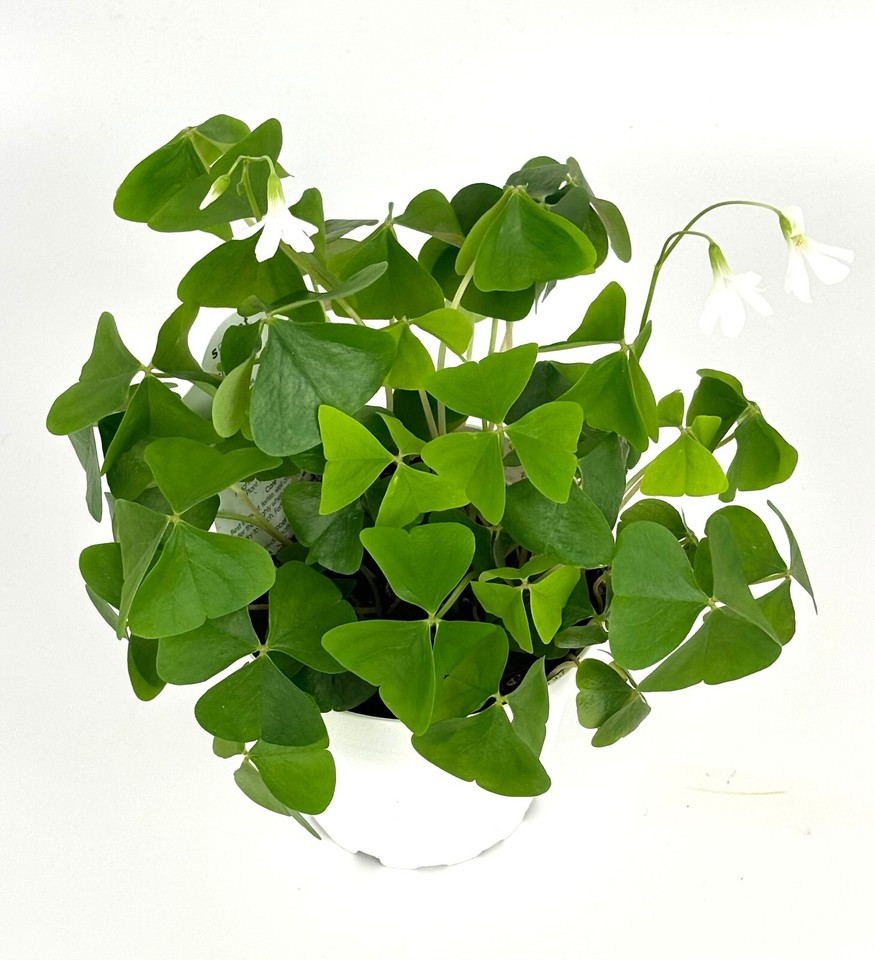 Green Shamrock Oxalis Triangularis Good Luck Houseplant, 4” Pot | eBay