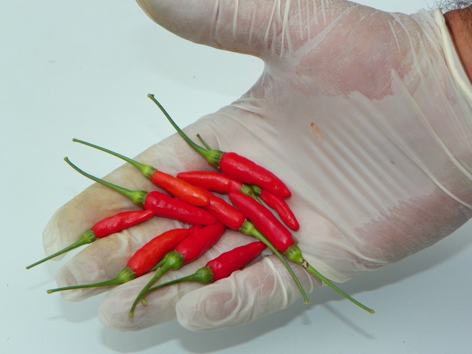 HOT! Florida Grove Pepper Seeds From 100% Organic Plants SUPER HOT! | eBay