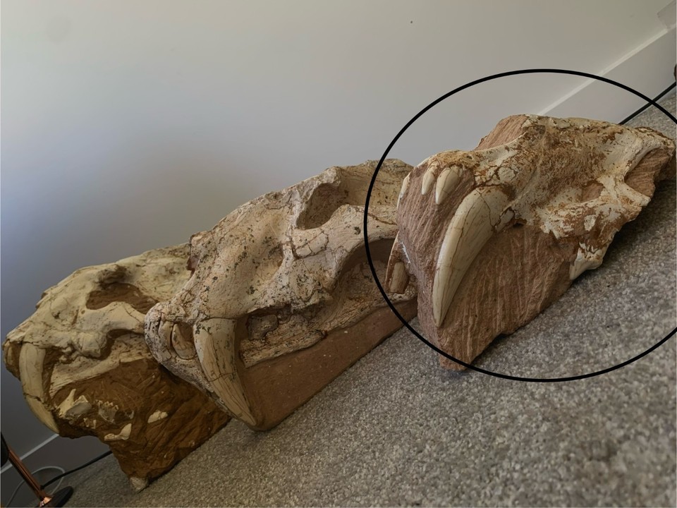 Sabertooth Cat Skull Fossil | eBay