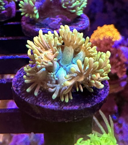 Rare Bright SBB Rubix Cube Goni WYSIWYG Live Coral Frag Goniopora Lps Sps Zoa | eBay