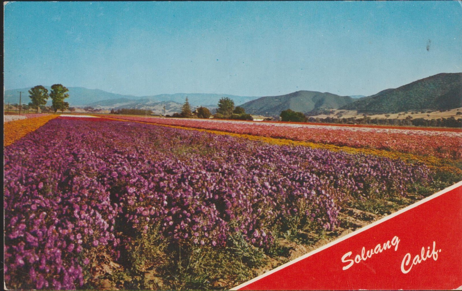 Solvang CA Danish Town Flower Fields Tourist Attraction UNP Chrome ...