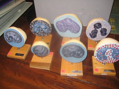 Antique Mueller Ward ( Girard ) Heavy Plaster Model - Wood Mounted 7 ...