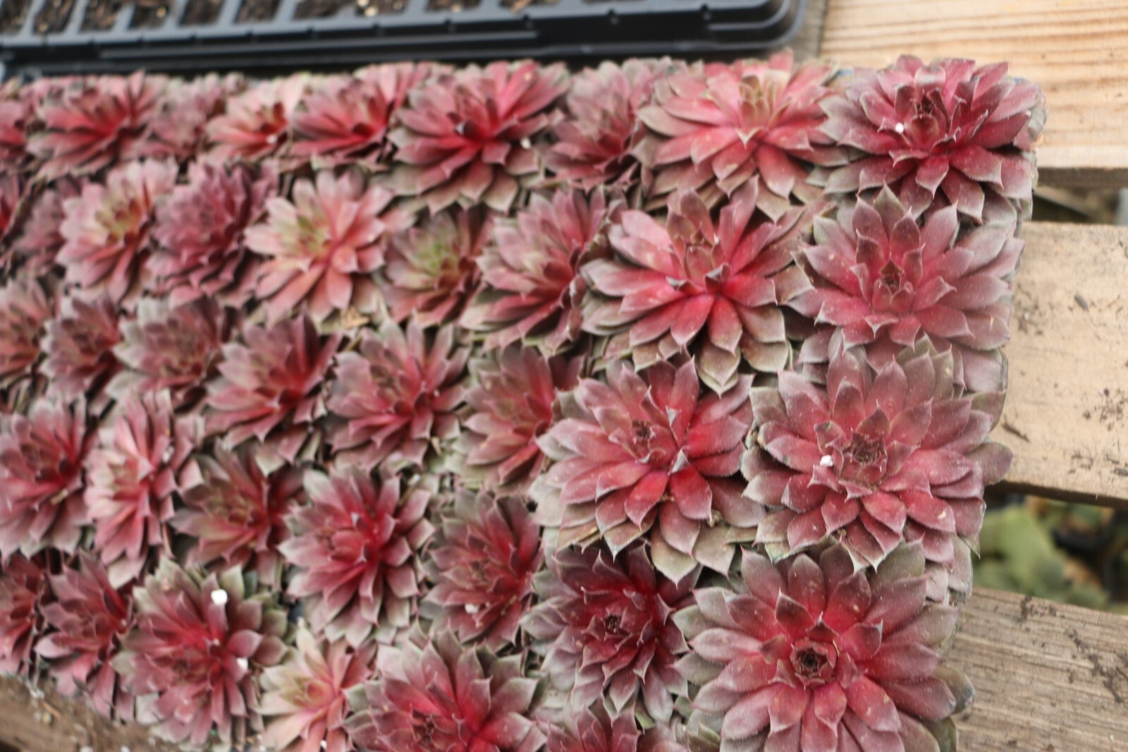 4 live plants 2 to 3 inches Royal Ruby Succulent Stunning Red-Hued! | eBay