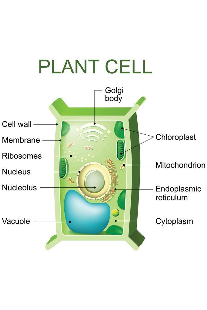 The Diagram Of Plant Cell With Label - Infoupdate.org