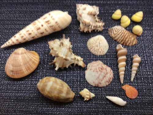 SEASHELL lot COWRIE TURRET HEXAPLEX CLAM TURKEY WING SNAIL beautiful ...